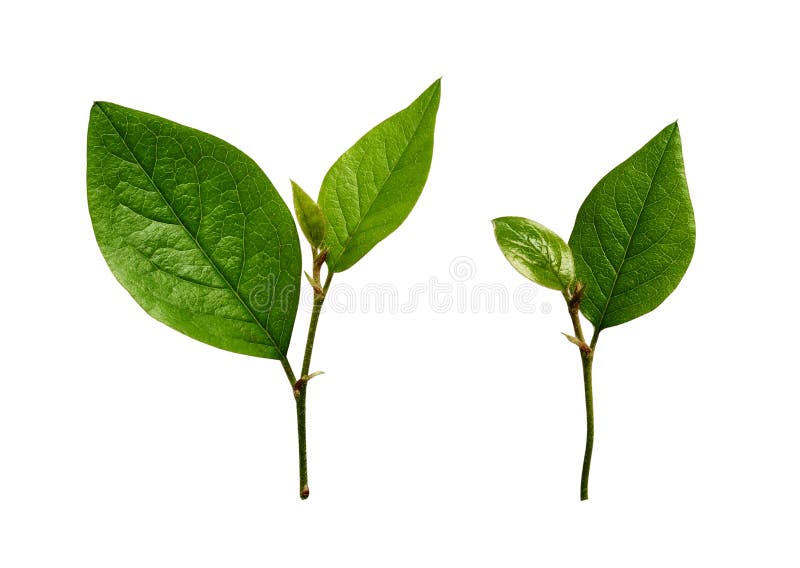 Set of small green leaves stock photo. Image of close - 71772380