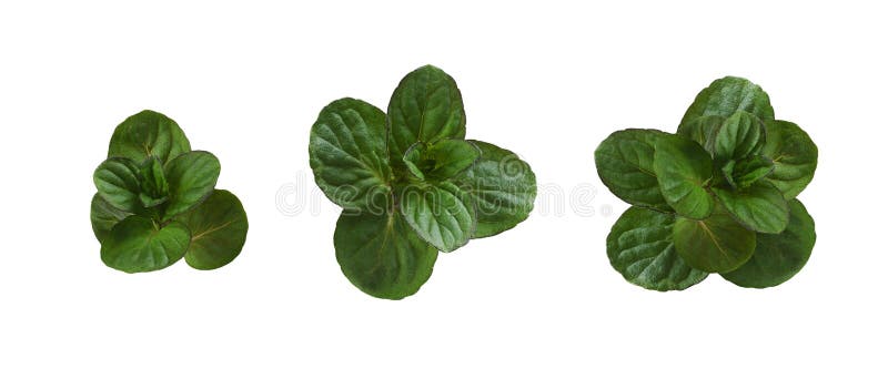 Set of Small Green Leaves of Mint Isolated on White Stock Image - Image ...