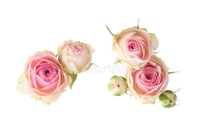 Set of Small Pink Rose Flowers Isolated Stock Photo - Image of ...