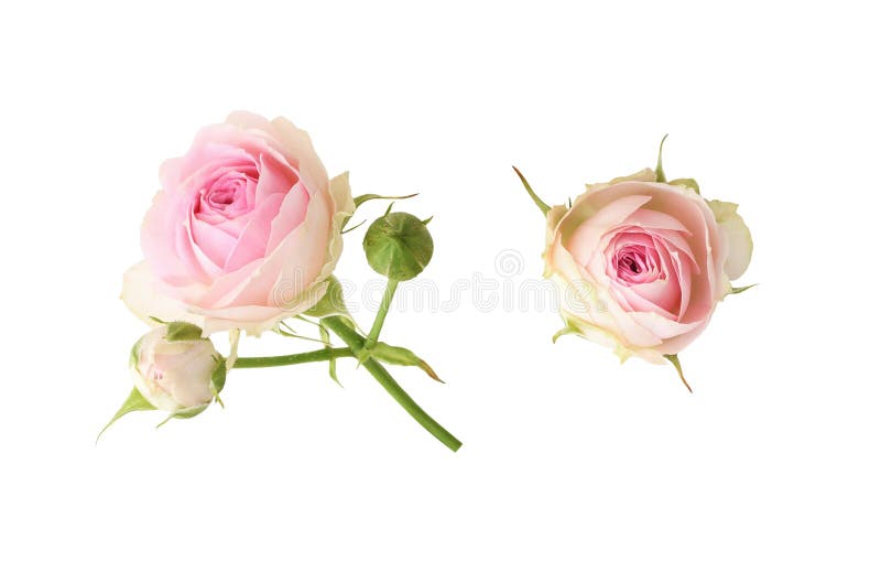 Set of Small Pink Rose Flowers Isolated Stock Image - Image of ...