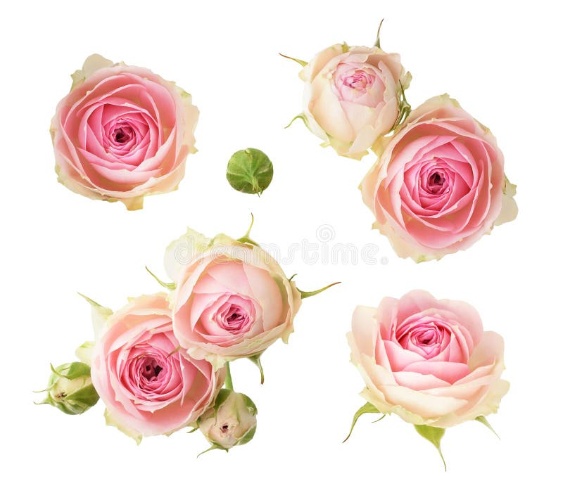 Small Pink Rose Flowers in a Floral Arrangement Isolated Stock Photo ...