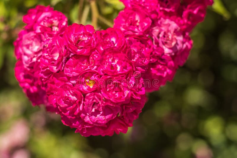 Set of Small Red Flowers Emerging from the Same Branch of a Bush Stock ...