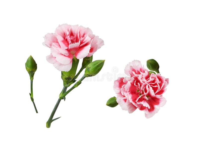 Set of Small Red and White Carnation Flowers Isolated on White ...