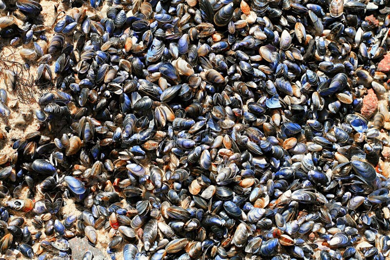 Set of Small Shells on Sand Stock Photo - Image of shells, dried: 130106098