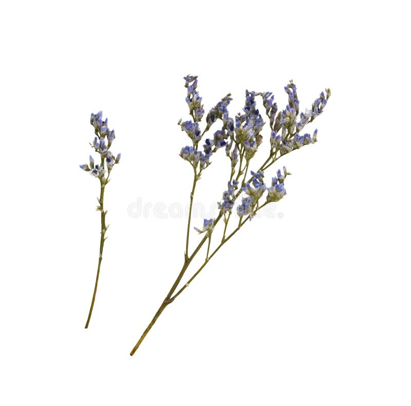 Set of Small Twigs of Blue Limonium Flowers Isolated Stock Photo ...