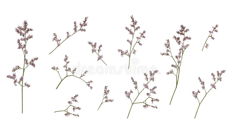 Set of Small Twigs of Limonium Flowers Isolated Stock Photo - Image of ...