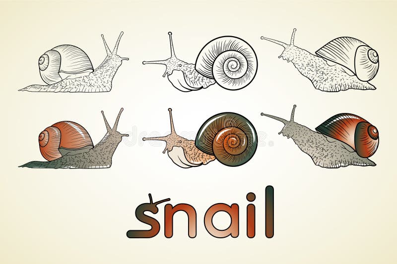 Set of Snail. Vector Graphics. Snail Hand Drawn Stock Illustration ...