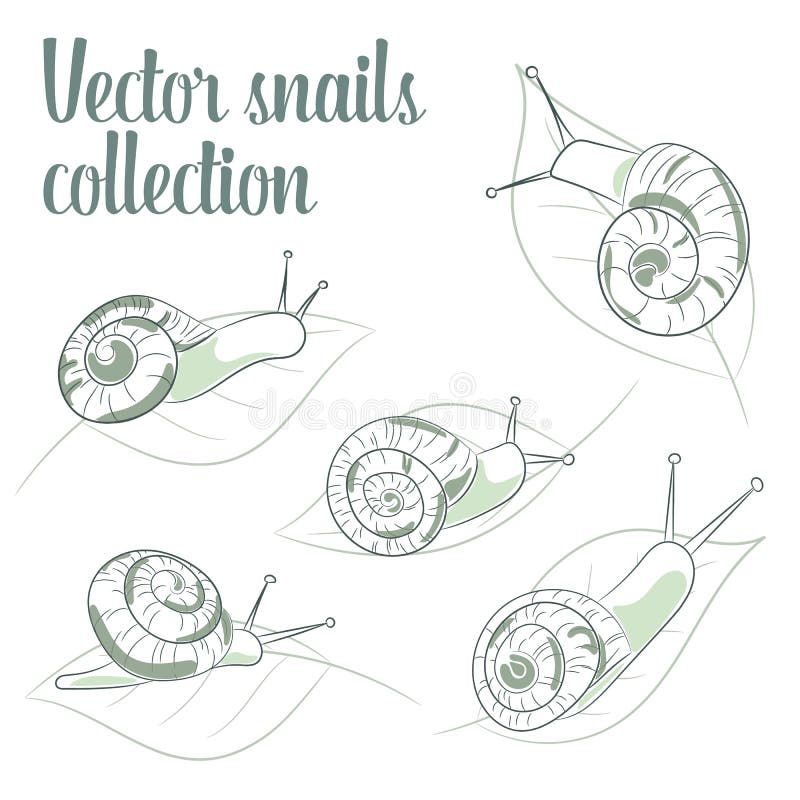 Set of 5 Snails with Shells Drawn from Different Points of View Stock ...