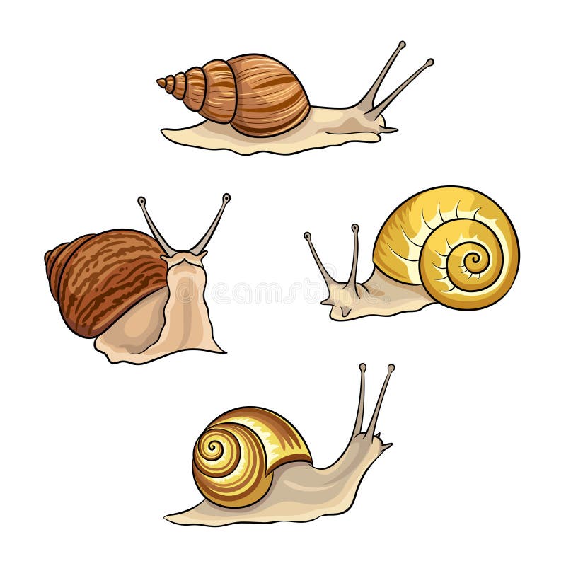 Garden Snail Illustration, Drawing, Engraving, Ink, Line Art ...
