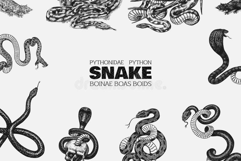 Set of Snakes. Pythonidae or Python. Boinae or Boas or Boids. Eastern ...