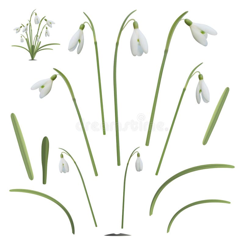 Snowdrop Grow Stock Illustrations – 397 Snowdrop Grow Stock ...
