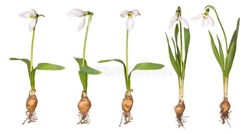 Set of Snowdrop Isolated on White Background. Spring Flower with Roots ...
