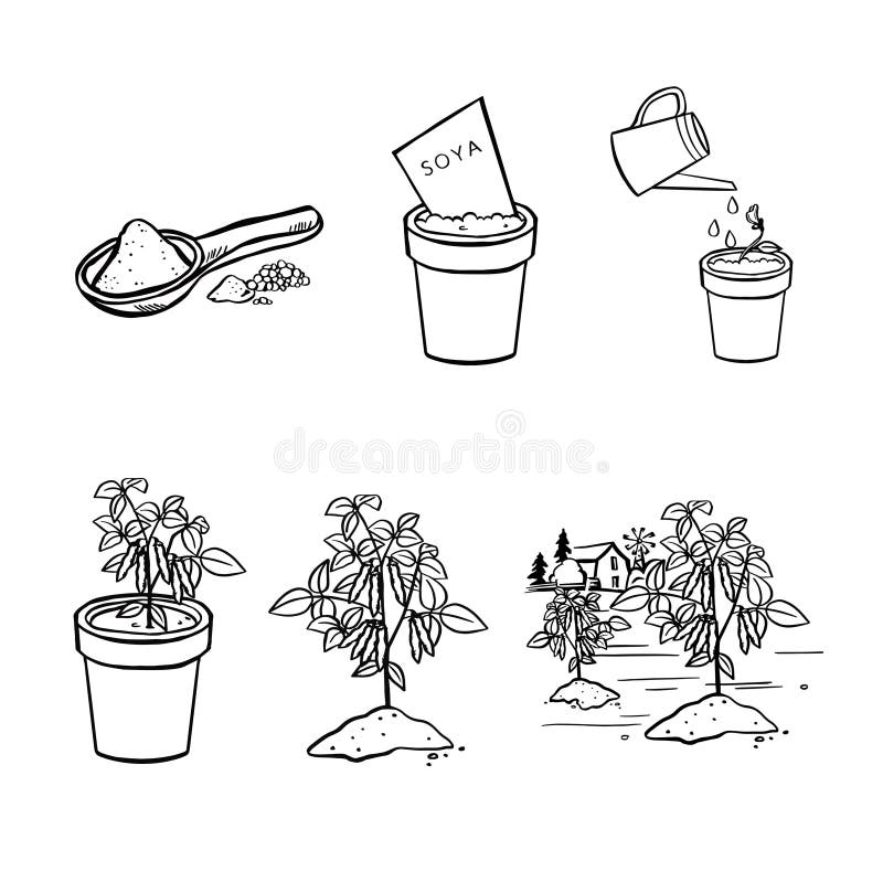 Set of Soybean Planting Growth Process Doodle Black and White Vector ...