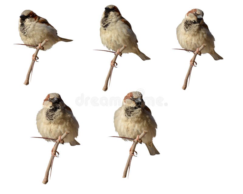Set of sparrows stock image. Image of background, male - 126865439