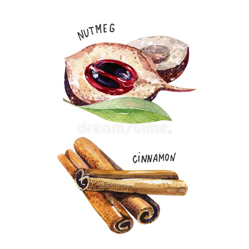 Set of Spice, Drawing by Watercolor, Hand Drawn Illustration Stock ...