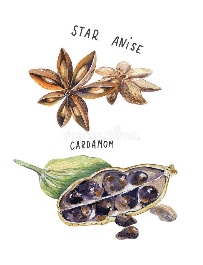 Set of Spice, Drawing by Watercolor, Hand Drawn Illustration Stock ...
