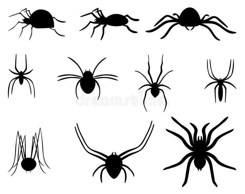 Set of Spiders. Collection of Black and White Spiders. Vector Set of ...