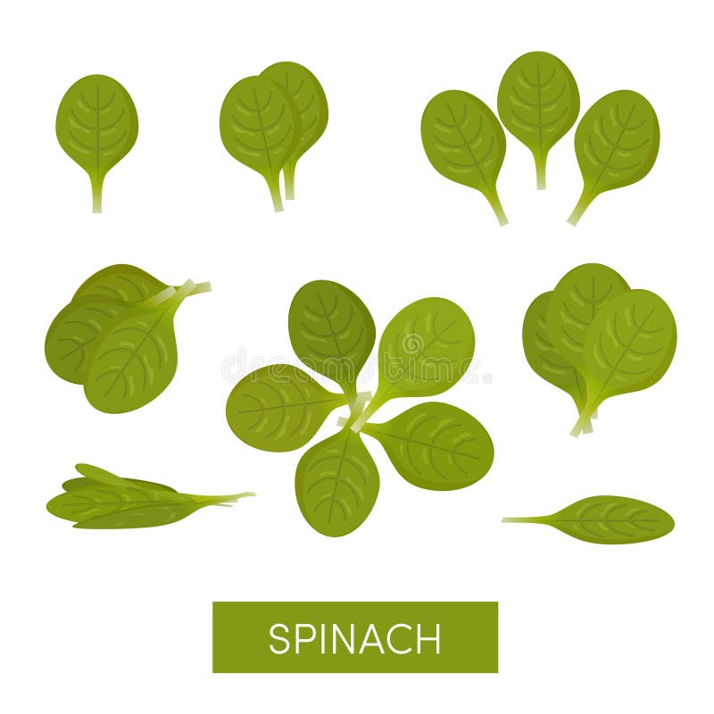Set of spinach icons stock illustration. Illustration of nature - 126051296