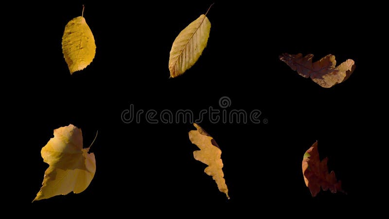 A Set of Spinning Autumn Yellow Leaves with Alpha Stock Video - Video ...