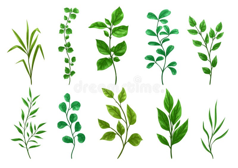 Set of Sprigs with Green Leaves. Stock Vector - Illustration of foliage ...