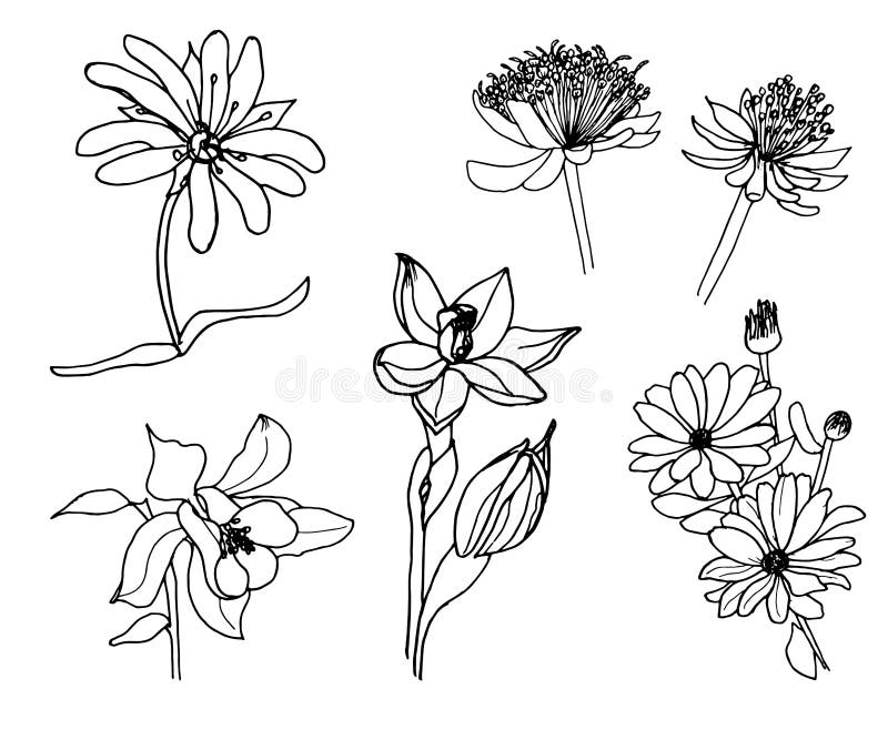 Set of Spring Flower. Doodles. Stock Illustration - Illustration of ...