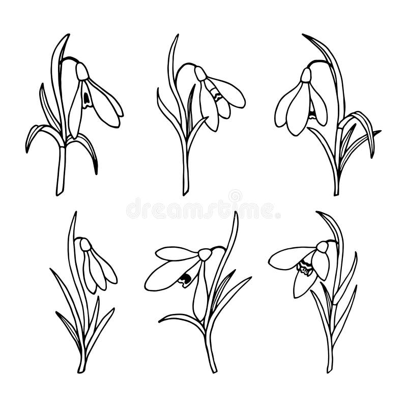 Snowdrop Outline Stock Illustrations – 814 Snowdrop Outline Stock ...