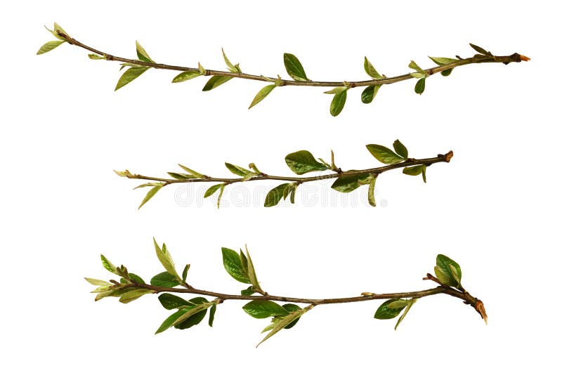 Set of Spring Fresh Twigs with Green Buds and Leaves Stock Photo ...