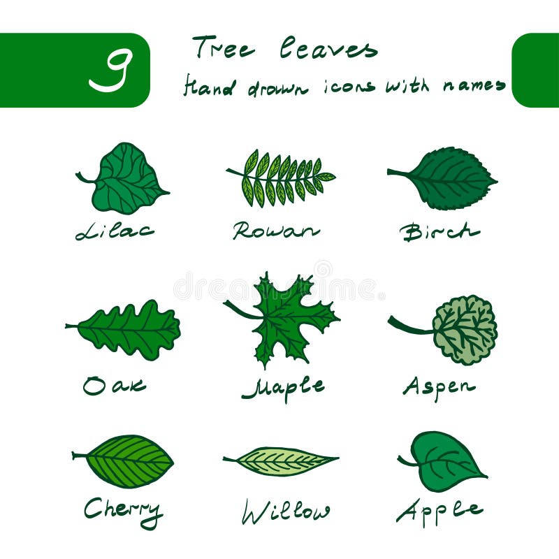 Types Of Leaves With Names