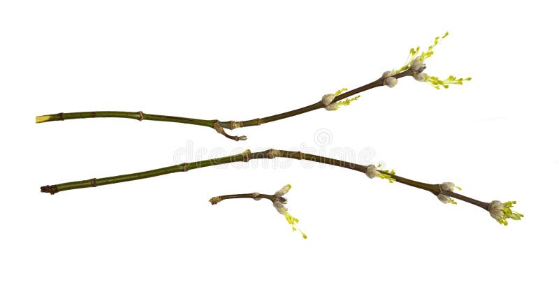 Set of Spring Twigs with Sprouted Buds Stock Image - Image of buds ...