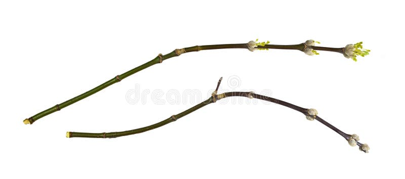 Set of Spring Twigs with Sprouted Buds Isolated Stock Image - Image of ...