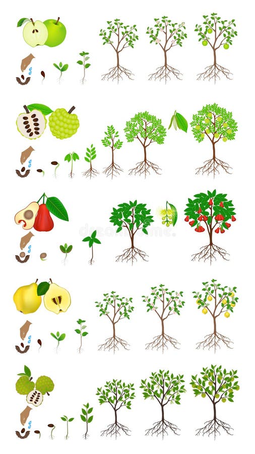 Set of Growth Cycles of Grain Crop on a White Background. Stock Vector ...