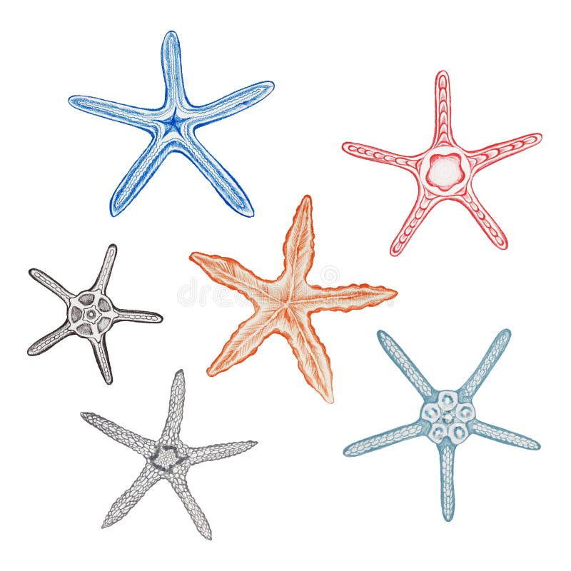 Good Echinoderms Stock Illustrations – 7 Good Echinoderms Stock ...