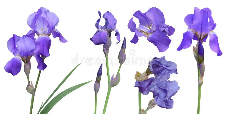 A Set Of Stems, Buds And Flowers Of Purple Iris. Irises For Collage On ...