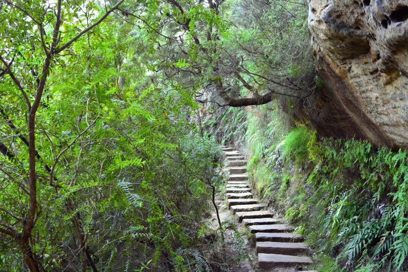 Set of Steps Descending into a Lush, Green Jungle, with Trees on Either ...