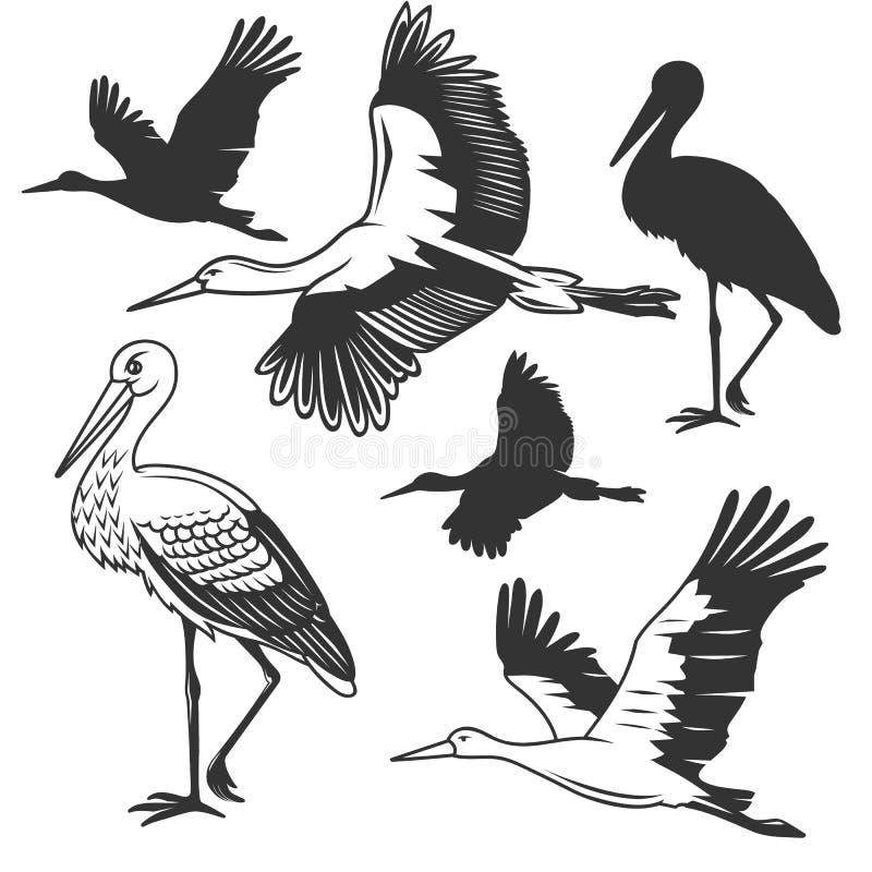 Set of Storks in Different Poses. Stock Vector - Illustration of black ...