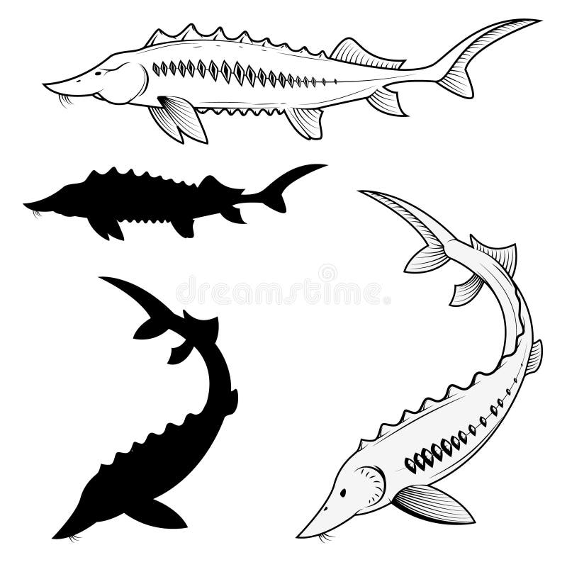 Set of Sturgeon Vector Illustrations Stock Vector - Illustration of ...