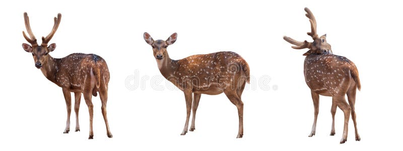 Set Style of Spotted Deer,Cute Spotted Fallow Deer Isolated on the ...