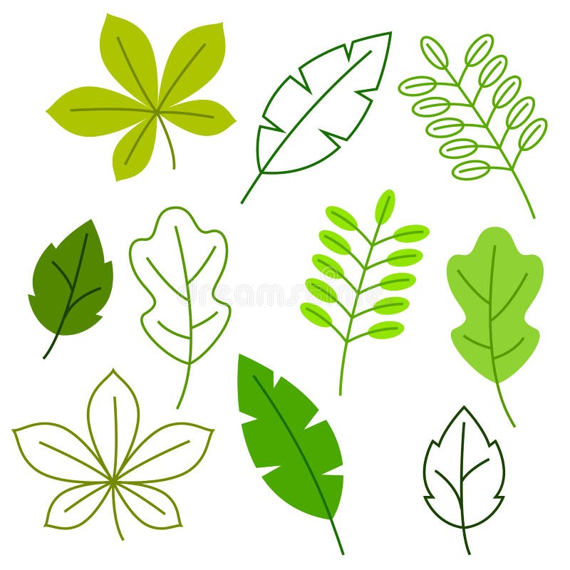 Set of Stylized Green Leaves. Spring or Summer Foliage Stock Vector ...