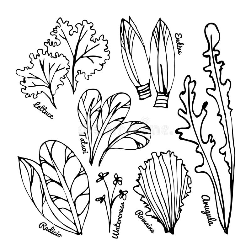 Set of Stylized Hand-drawn Leaves of Different Varieties of Lettuce ...