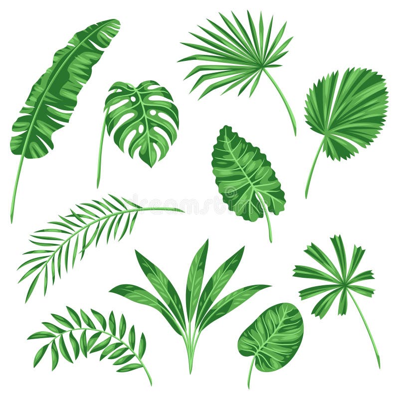Set of Stylized Palm Leaves. Image of Tropical Foliage and Plants ...