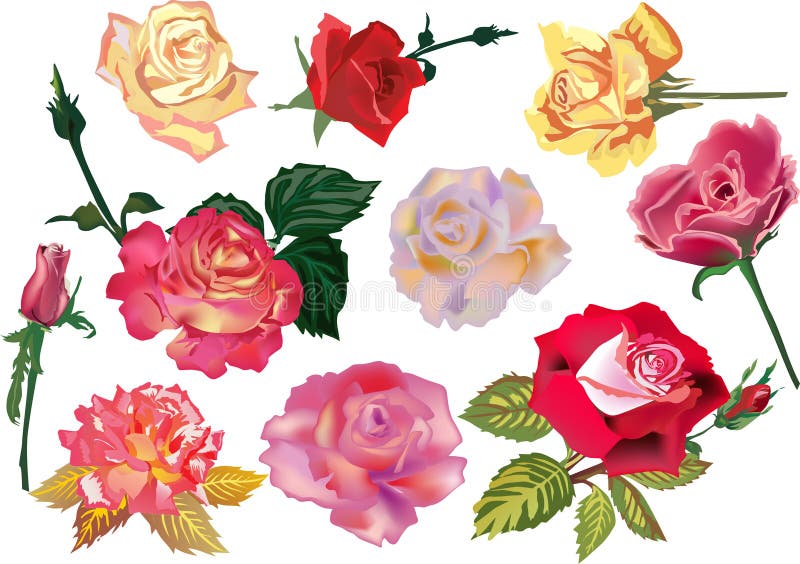 Ten Red Roses Stock Illustrations – 25 Ten Red Roses Stock ...