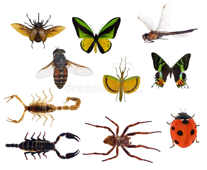 Set of Ten Insects Isolated on White Stock Photo - Image of wildlife ...