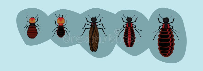 Termite illustration stock vector. Illustration of colourful - 4211643