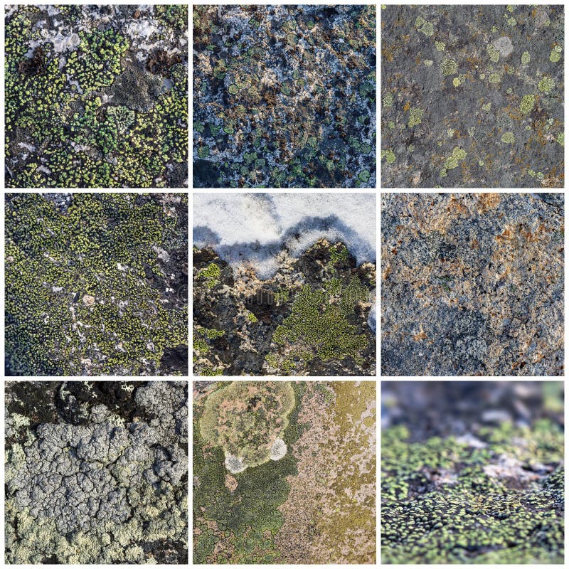 Set of Texture of Stones Covered with Lichen. Stock Photo - Image of ...