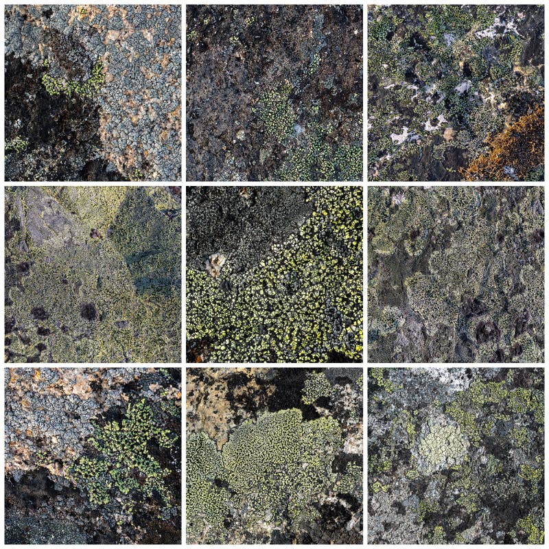 Set of Texture of Stones Covered with Lichen Stock Image - Image of ...