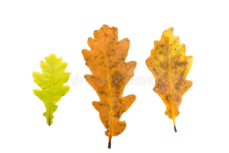 Set Of Three Autumn Leaves In Different States Of Withering Stock Photo ...
