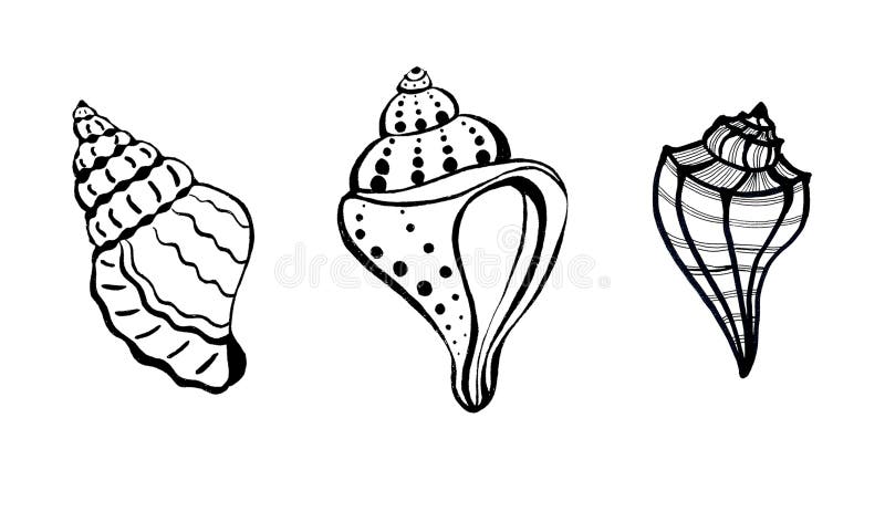 A Set of Three Different Shells. Drawing with a Black Outline. Isolated ...