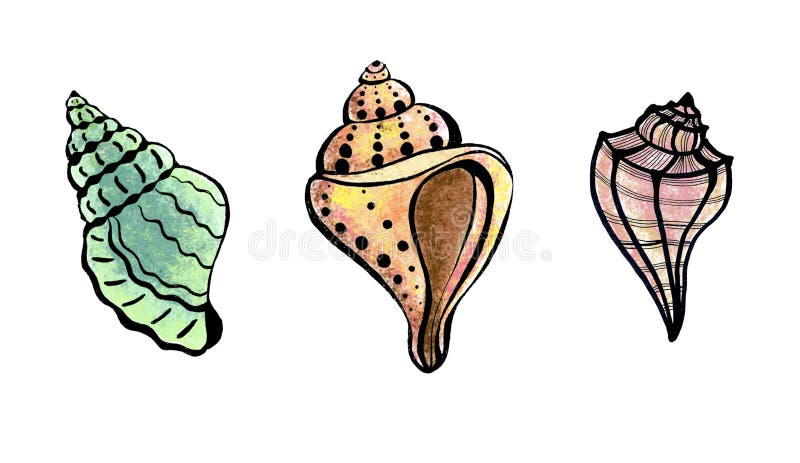 A Set of Three Different Shells. Drawing with a Black Outline. Isolated ...