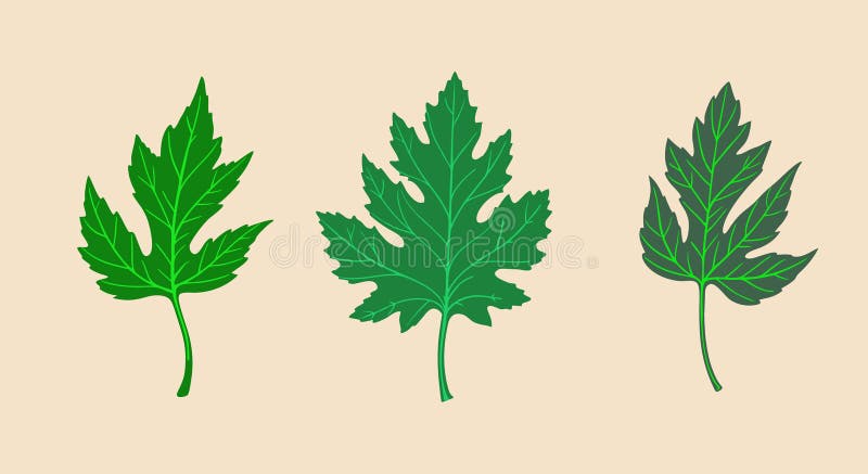Set of Three Green Tree Leaves, Design Elements for Decoration Stock ...