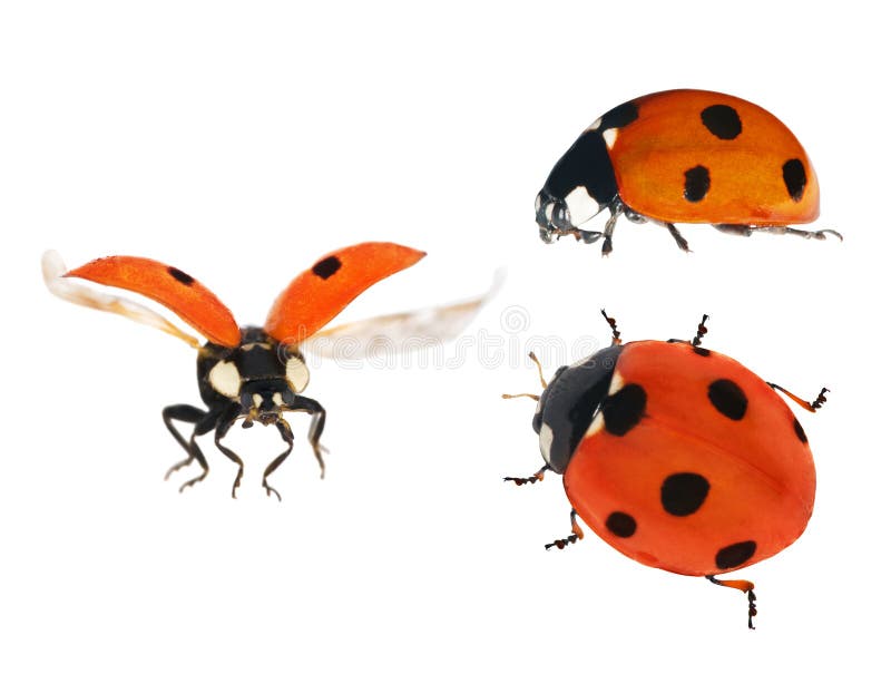 Three ladybugs. stock photo. Image of morning, animal - 17870596